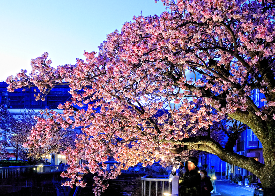 梅は咲いたか？桜は咲いてます ♪ 熱海はワタミか？ - なーまんのEye-Level