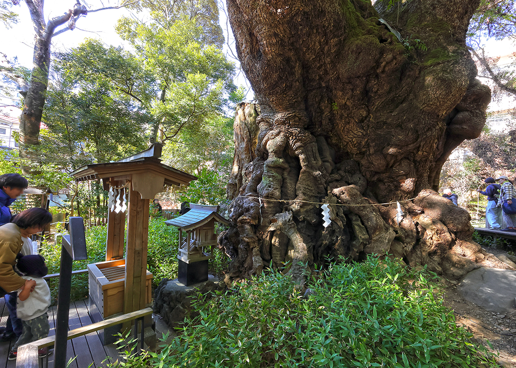 梅は咲いたか？桜は咲いてます ♪ 熱海はワタミか？ - なーまんのEye-Level