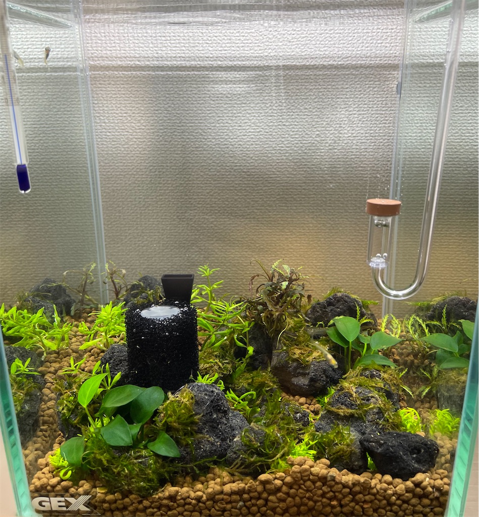 水槽の立ち上げ - 水草水槽のある生活を