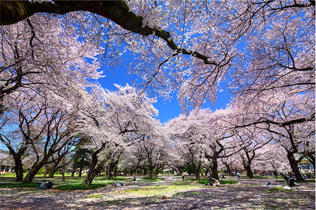 子連れでおすすめお出掛けスポット【都立小金井公園】のすすめ - Naga_agoshima Life