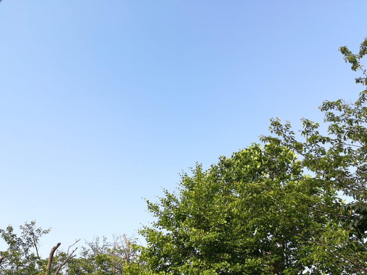 nagasode_hanzubon’s blog