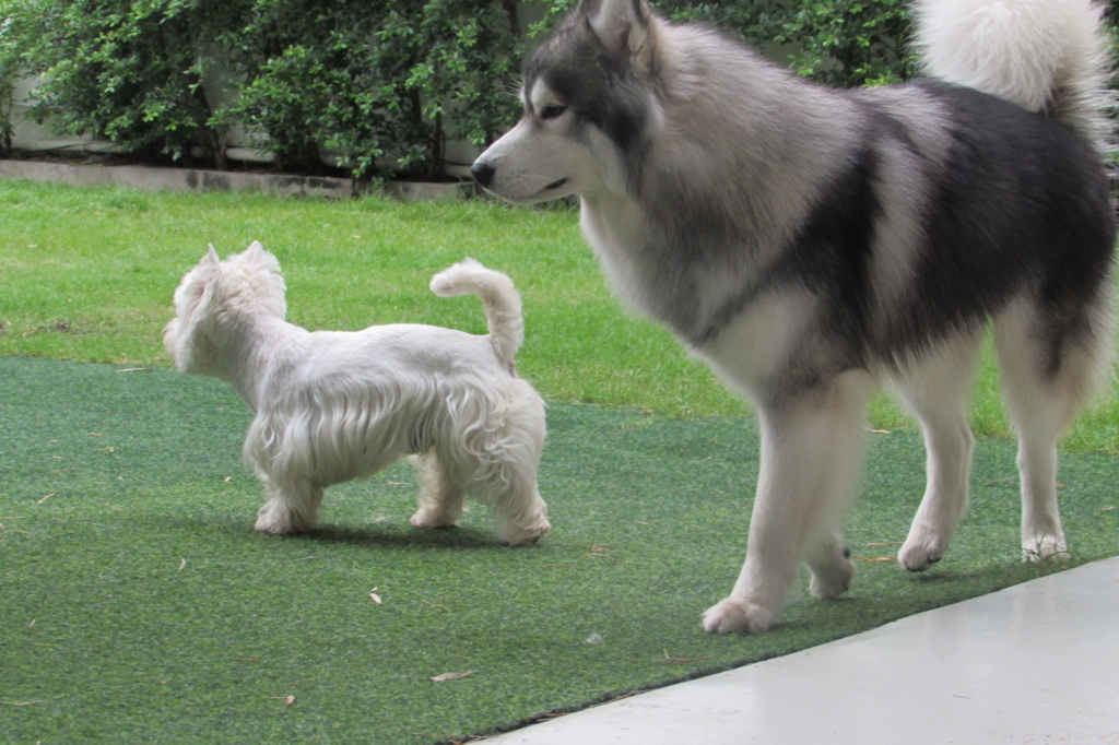バンコクで一番癒されるおすすめのカフェ Dog inTown へ行ってみた！ - トラベルトラベル