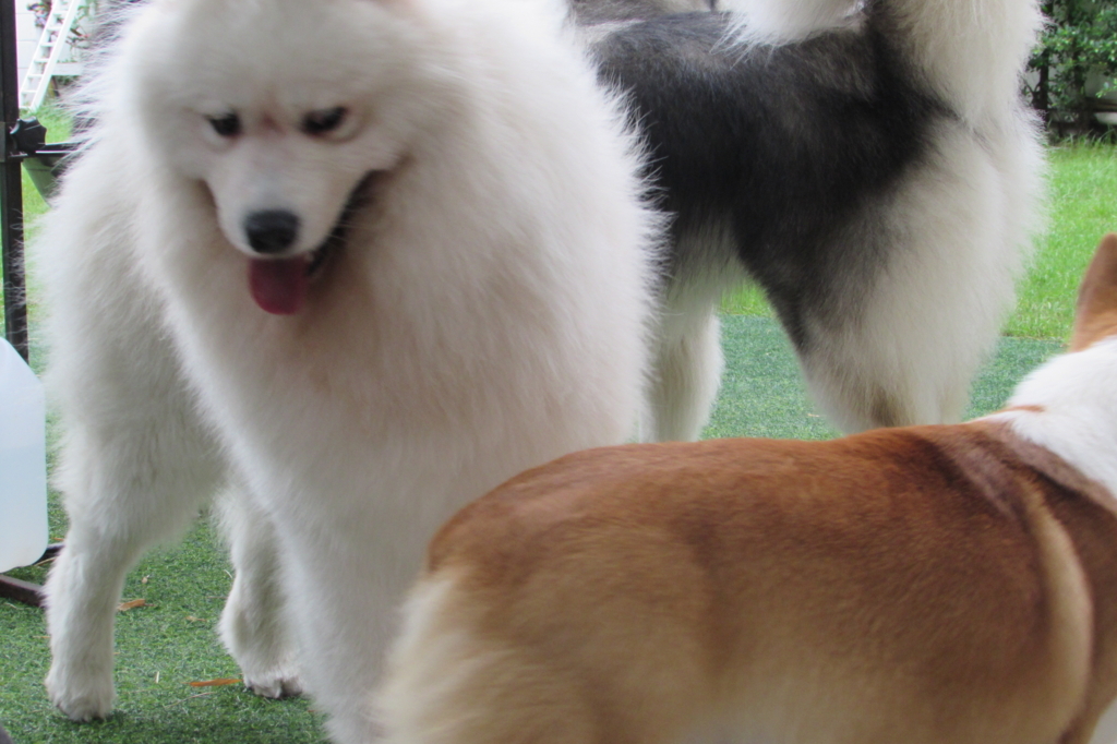 バンコクで一番癒されるおすすめのカフェ Dog inTown へ行ってみた！ - トラベルトラベル