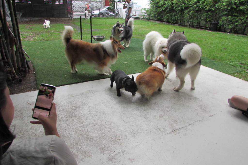 バンコクで一番癒されるおすすめのカフェ Dog inTown へ行ってみた！ - トラベルトラベル