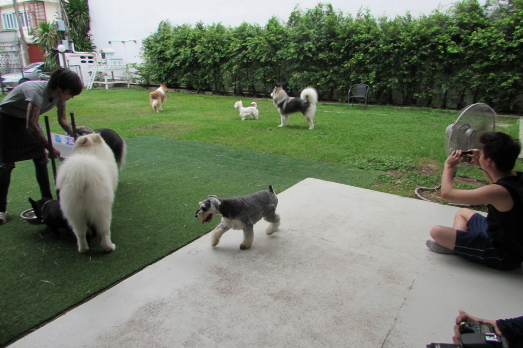 バンコクで一番癒されるおすすめのカフェ Dog inTown へ行ってみた！ - トラベルトラベル