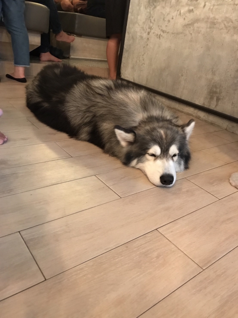 バンコクで一番癒されるおすすめのカフェ Dog inTown へ行ってみた！ - トラベルトラベル