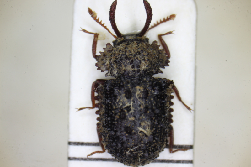 君に会いたい 対馬で会いたい - ごみだまろぐ