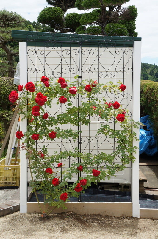 つるバラ用トレリスの増設ー1 - nasu_star’s blog