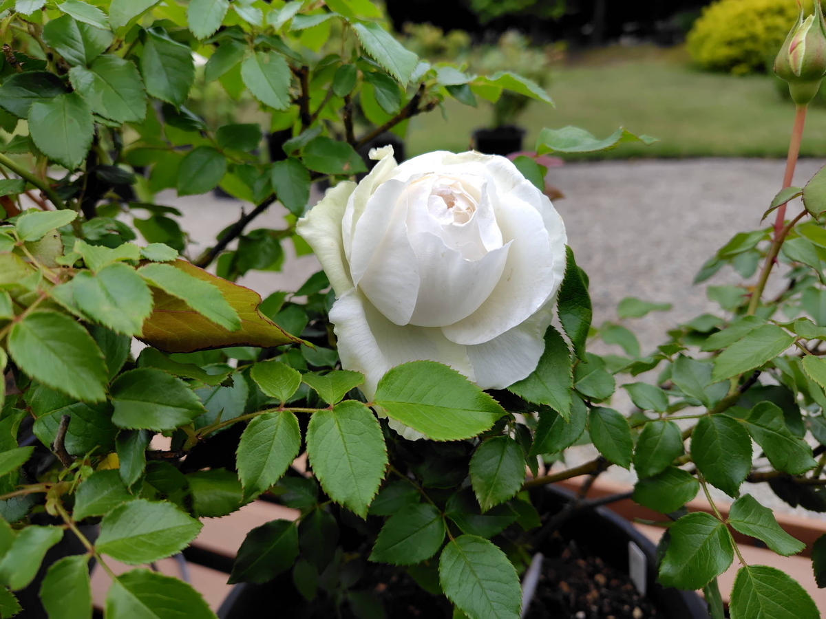 遂にバラが咲き出しました 2025 - nasu_star’s blog