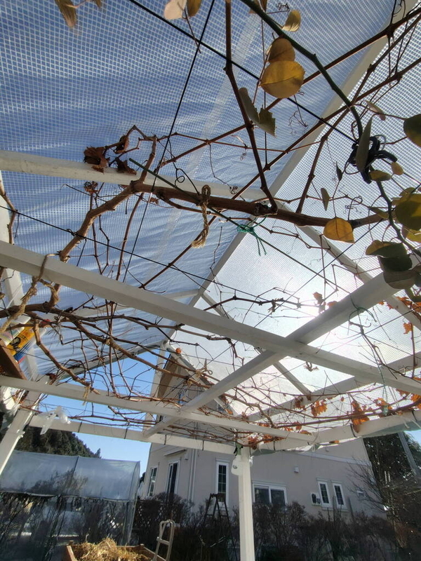 ぶどうの剪定2025 - nasu_star’s blog