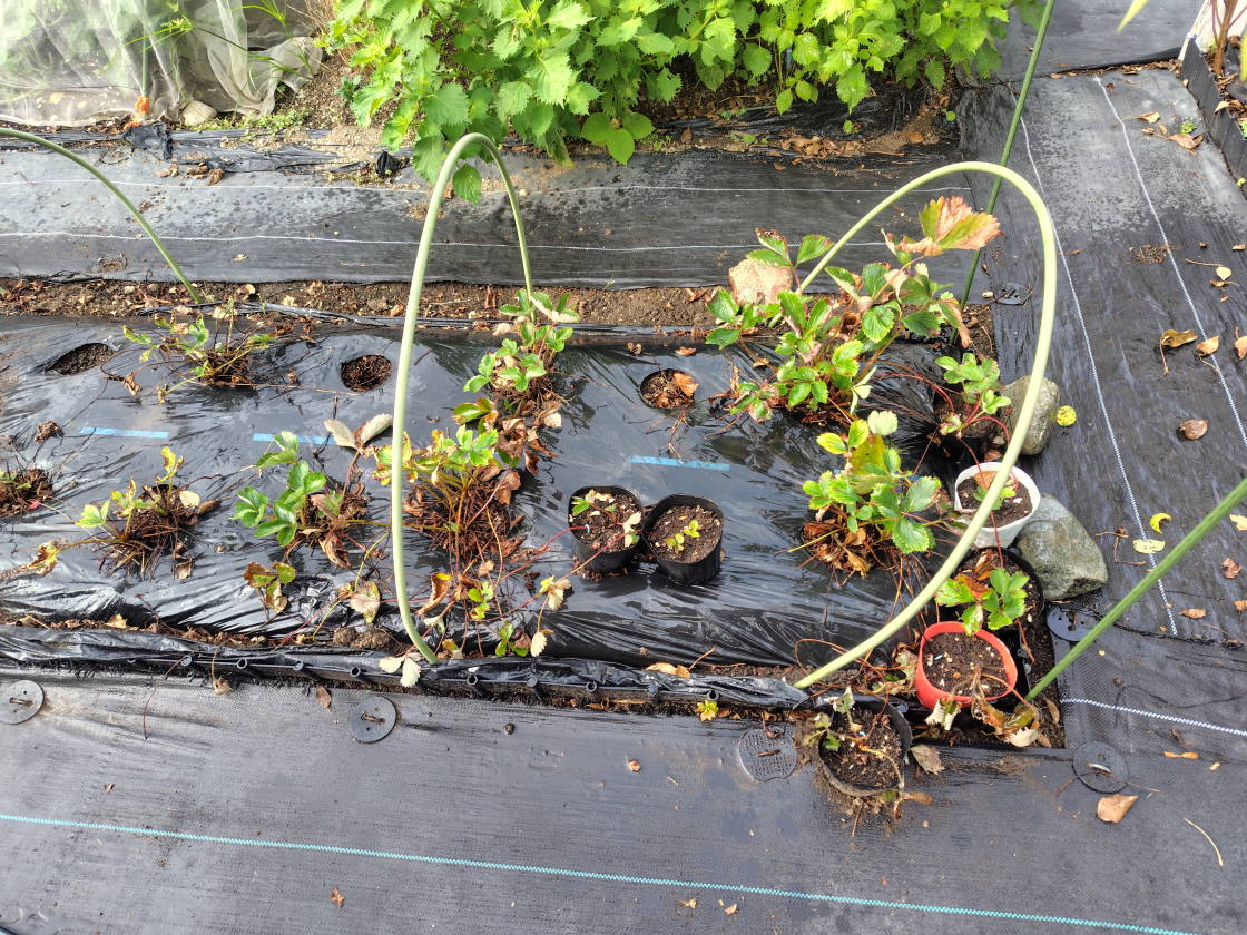 イチゴの株分け2025 - nasu_star’s blog