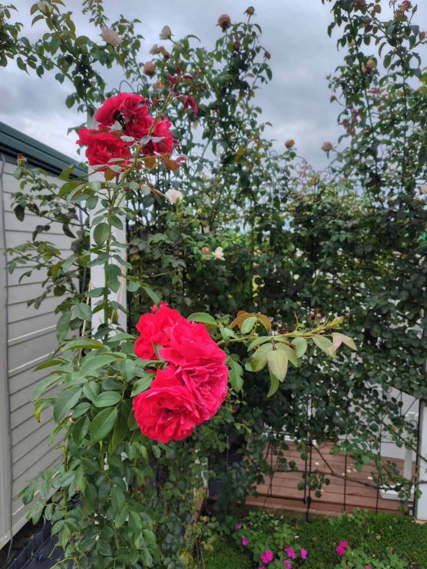 つるバラとカエル天国 - nasu_star’s blog