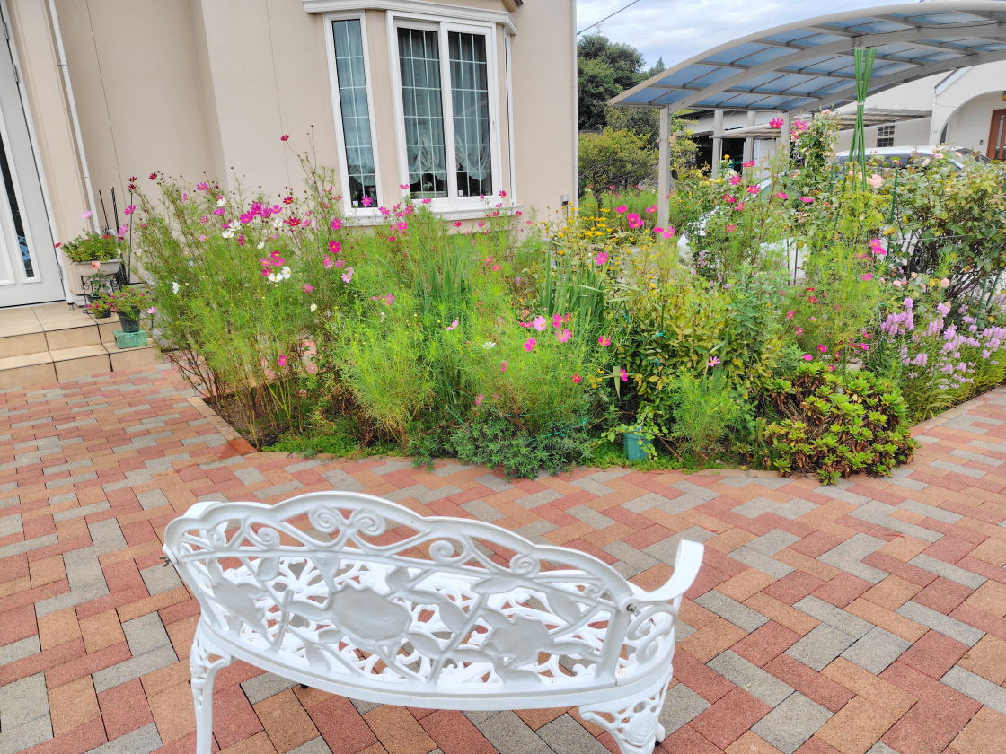 コスモス屋敷の始まり2025 - nasu_star’s blog