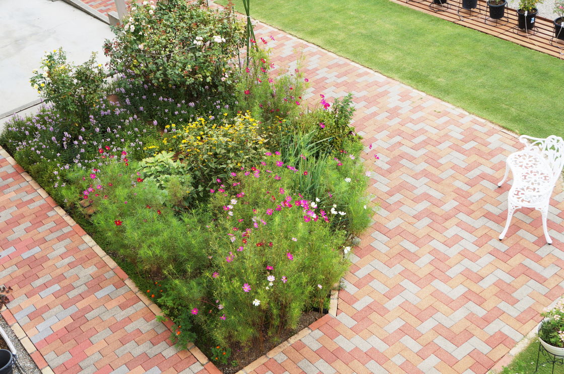 コスモス屋敷の始まり2025 - nasu_star’s blog