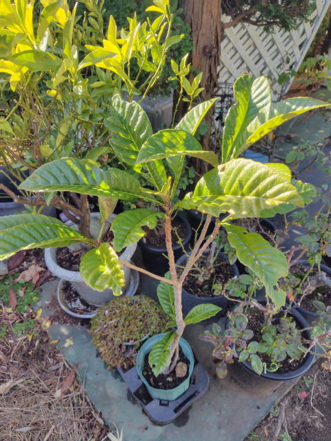 枇杷葉の収穫 - nasu_star’s blog