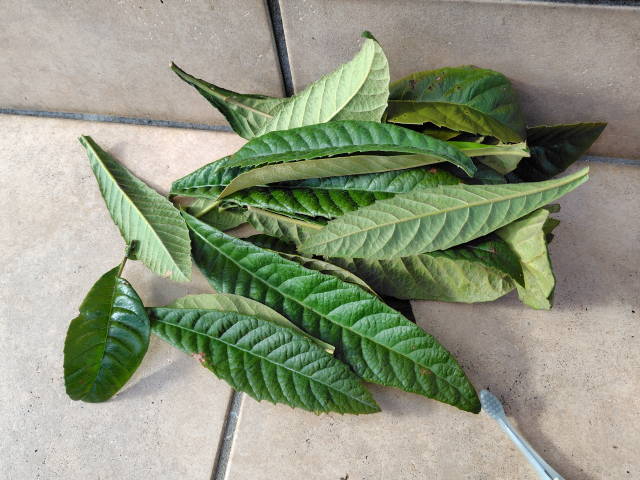 枇杷葉の収穫 - nasu_star’s blog