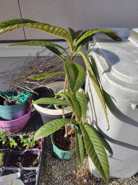 枇杷葉の収穫 - nasu_star’s blog