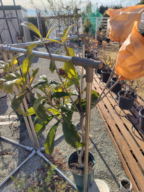 枇杷葉の収穫 - nasu_star’s blog