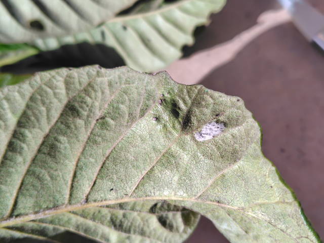 枇杷葉の収穫 - nasu_star’s blog