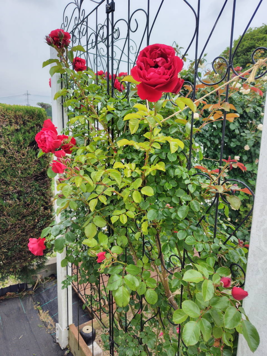 台風前のバラと突然変異？ - nasu_star’s blog