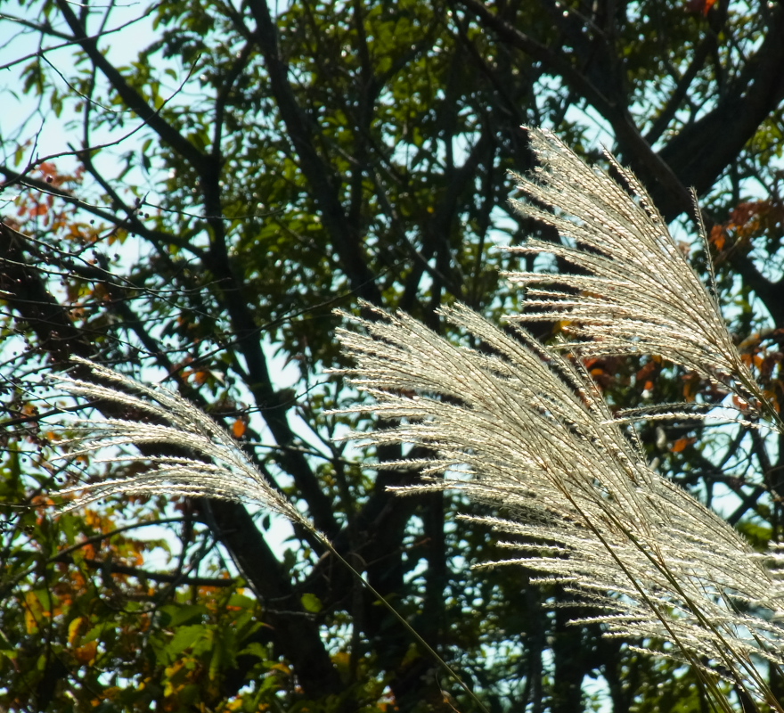 ススキの秋 - 那須高原のとっておき！