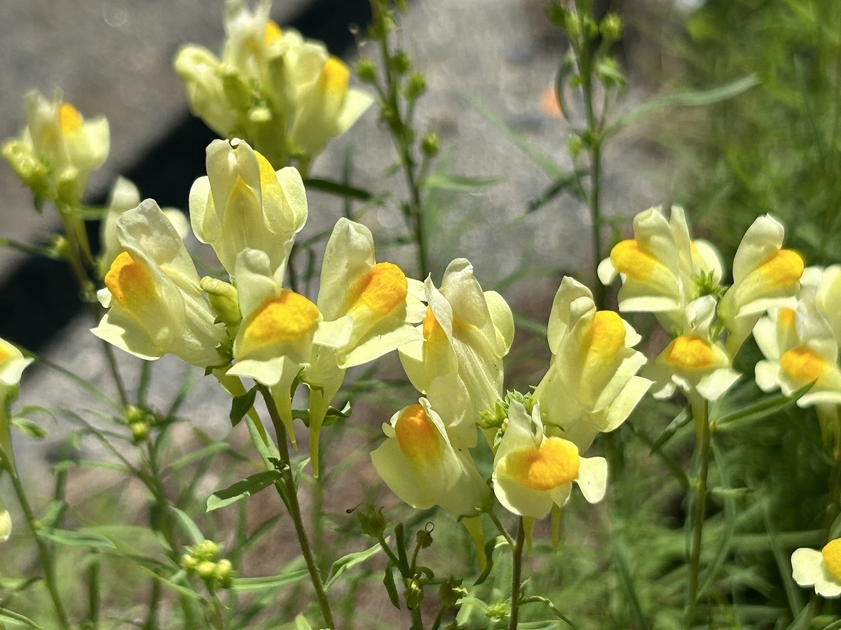 TJAR歩いてみた 11日目 奈川〜木曽駒高原 - とりあえず、歩くか。晴れた日は星空の下で寝るのもいい。