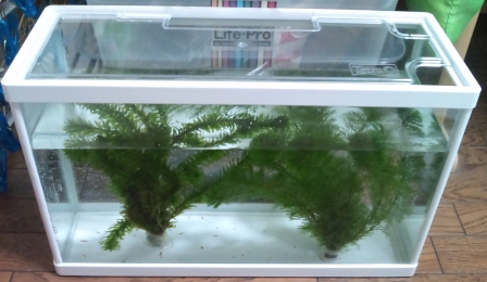 Water cistern (fish tank) = 2250 yen ($21.82 €19.69) - How much is it ...