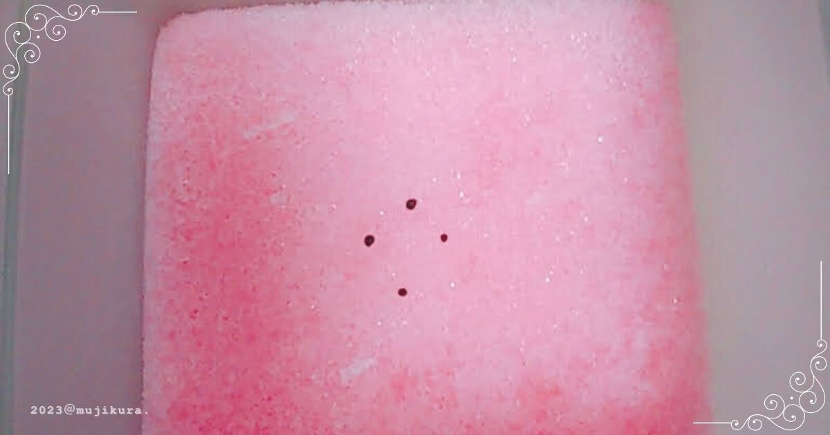 青しそとミックスレタス: 室内で楽しむ水耕栽培 #家庭菜園 #観察日記 - Negi-note.