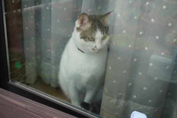 個別「20250520093029」の写真、画像 - neko-75-neko's fotolife