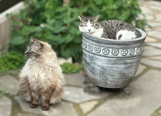 個別「20250520093354」の写真、画像 - neko-75-neko's fotolife