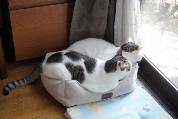 今朝は冷えました(>_