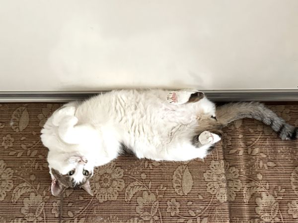 にゃんこの特等席♪ - neko-75-neko’s diary