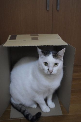 笑う犬、桃たん♪ - neko-75-neko’s diary
