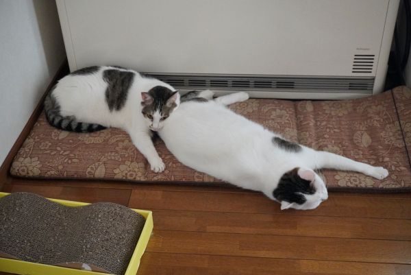 だらしな～く眠るニャン兄弟 - neko-75-neko’s diary