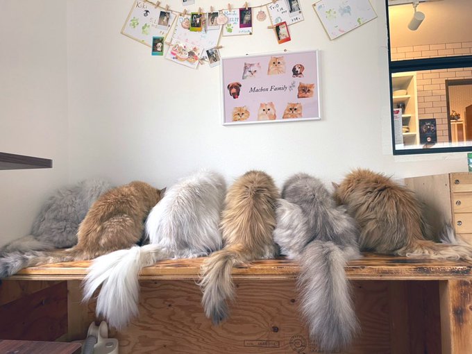 【大家族】マックボンファミリーを紹介するにゃ 20 - あんずワールド@猫じゃ猫じゃ