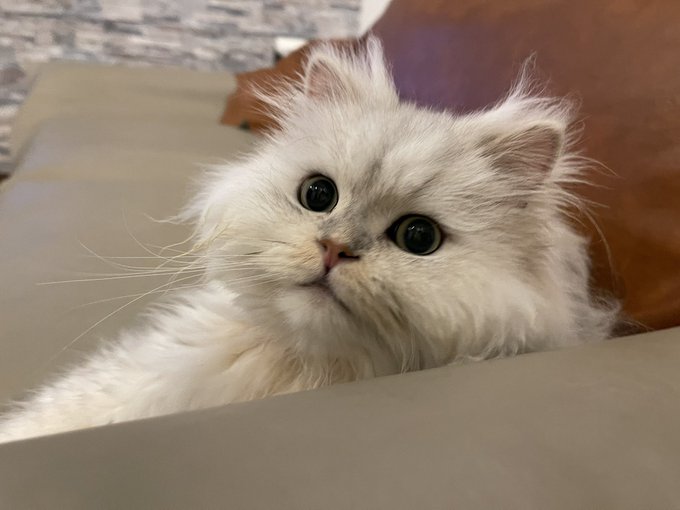 【大家族】マックボンファミリーを紹介するにゃ 20 - あんずワールド@猫じゃ猫じゃ