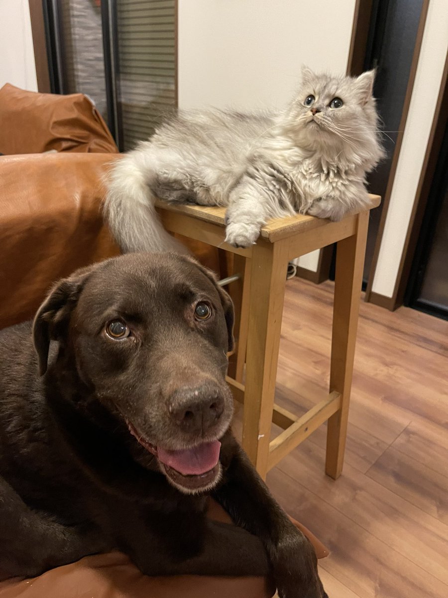 【大家族】マックボンファミリーを紹介するにゃ 20 - あんずワールド@猫じゃ猫じゃ