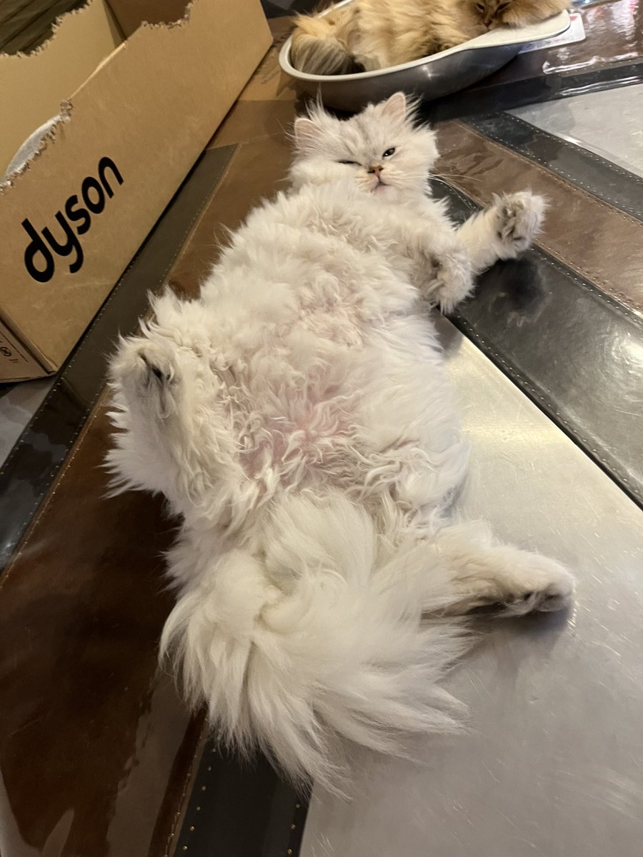 【大家族】マックボンファミリーを紹介するにゃ 29 - あんずワールド@猫じゃ猫じゃ