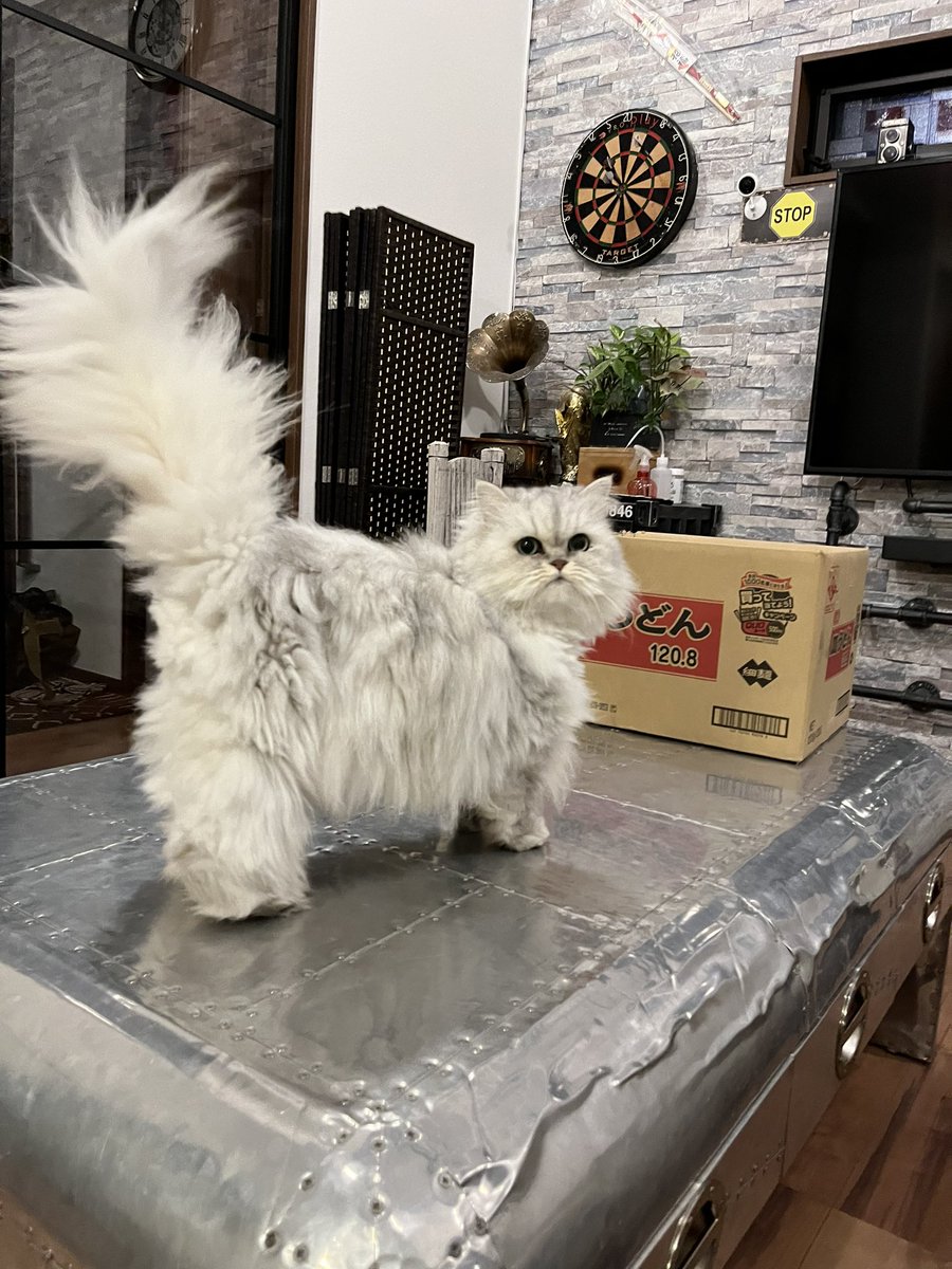 マックボンファミリーの可愛いにゃんずが登場するYouTubeチャンネル！ - あんずワールド@猫じゃ猫じゃ