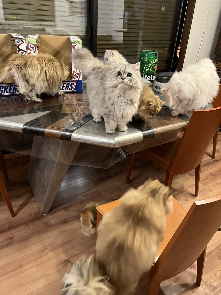 マックボンファミリーの可愛いにゃんずが登場するYouTubeチャンネル！ - あんずワールド@猫じゃ猫じゃ