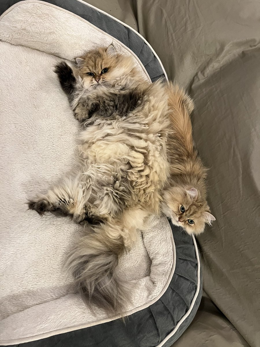 マックボンファミリーの可愛いにゃんずが登場するYouTubeチャンネル！ - あんずワールド@猫じゃ猫じゃ