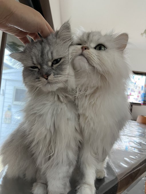 マックボンファミリーのグランピング体験記 第38弾 - あんずワールド@猫じゃ猫じゃ