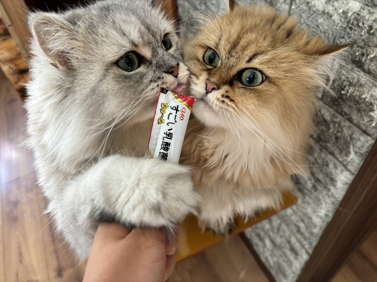 マックボンファミリーさんのご紹介だにゃ 第43弾 - あんずワールド@猫じゃ猫じゃ