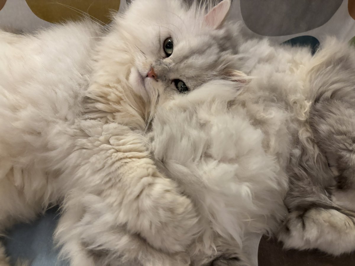 マックボンファミリーさんのご紹介だにゃ 第44弾 - あんずワールド@猫じゃ猫じゃ