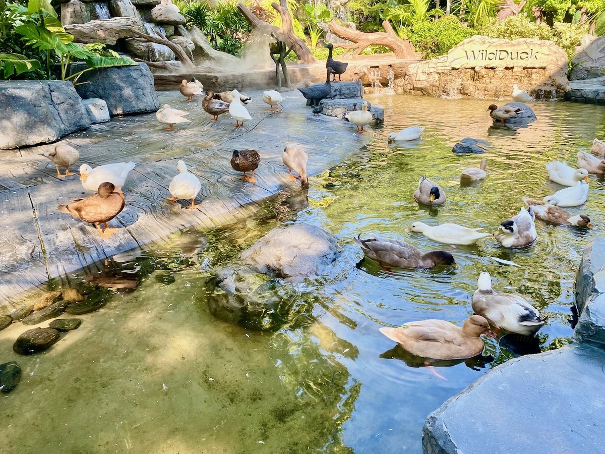 【Wild Duck Cafe BKK】白鳥&アヒルと触れ合える！自然豊かな癒しのカフェ - 猫のように暮らしタイ
