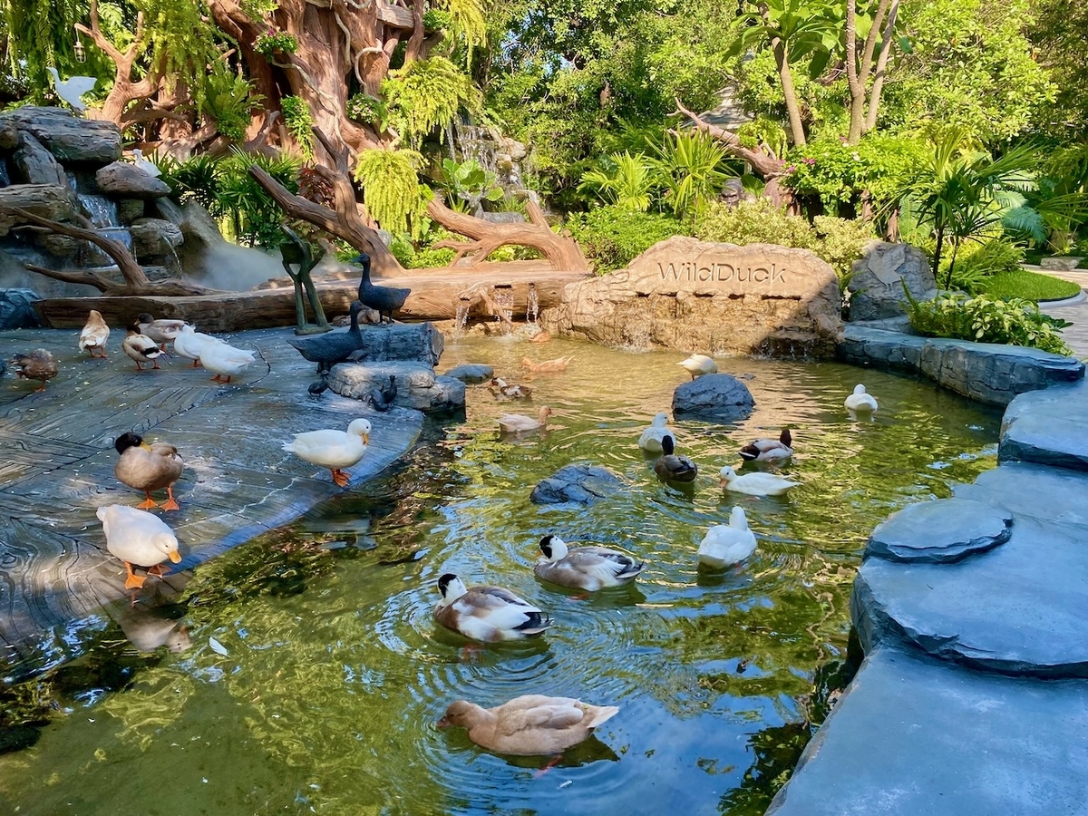 【Wild Duck Cafe BKK】白鳥&アヒルと触れ合える！自然豊かな癒しのカフェ - 猫のように暮らしタイ