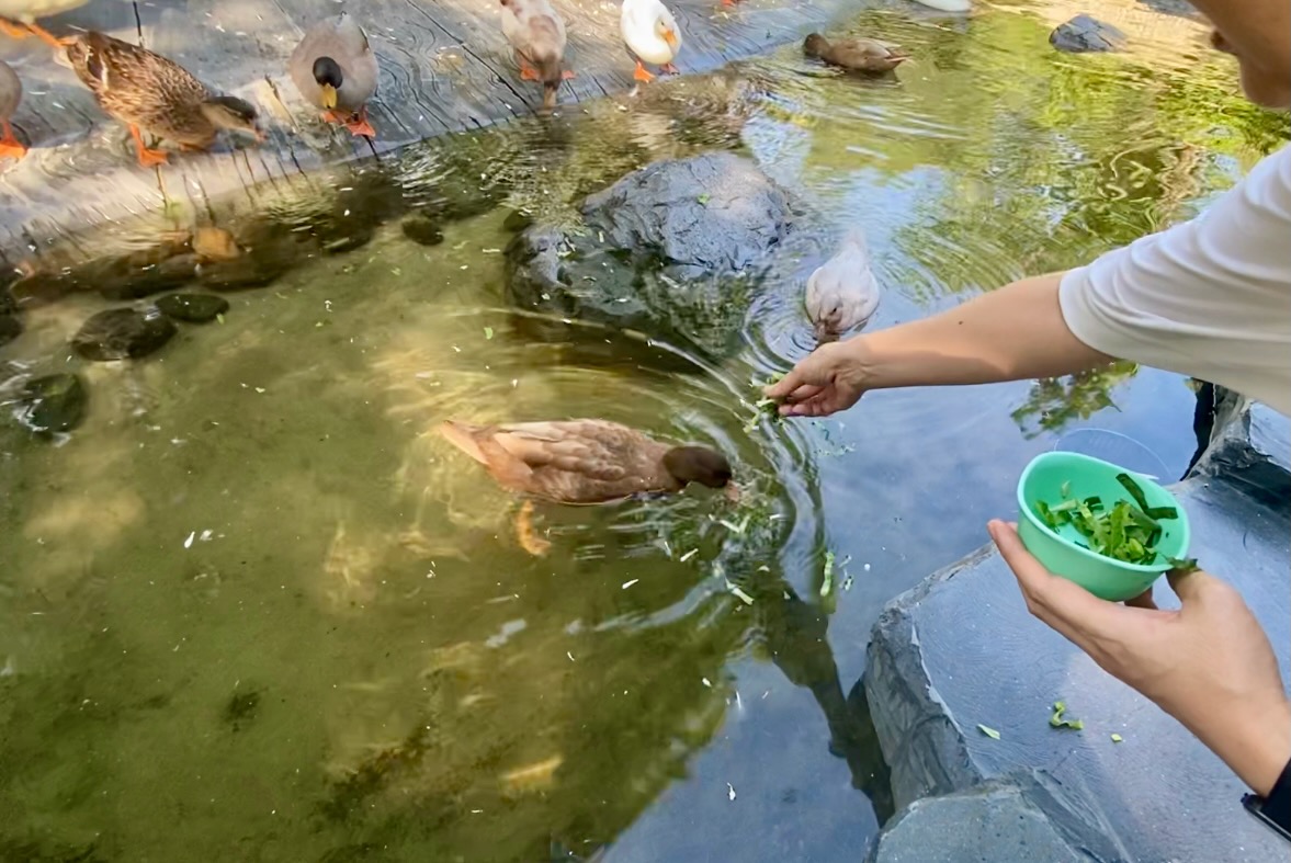 【Wild Duck Cafe BKK】白鳥&アヒルと触れ合える！自然豊かな癒しのカフェ - 猫のように暮らしタイ