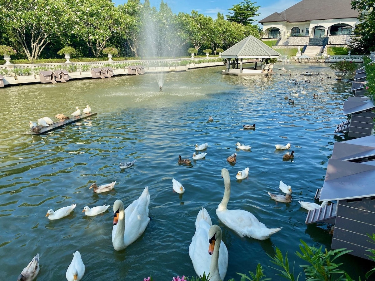 【Wild Duck Cafe BKK】白鳥&アヒルと触れ合える！自然豊かな癒しのカフェ - 猫のように暮らしタイ