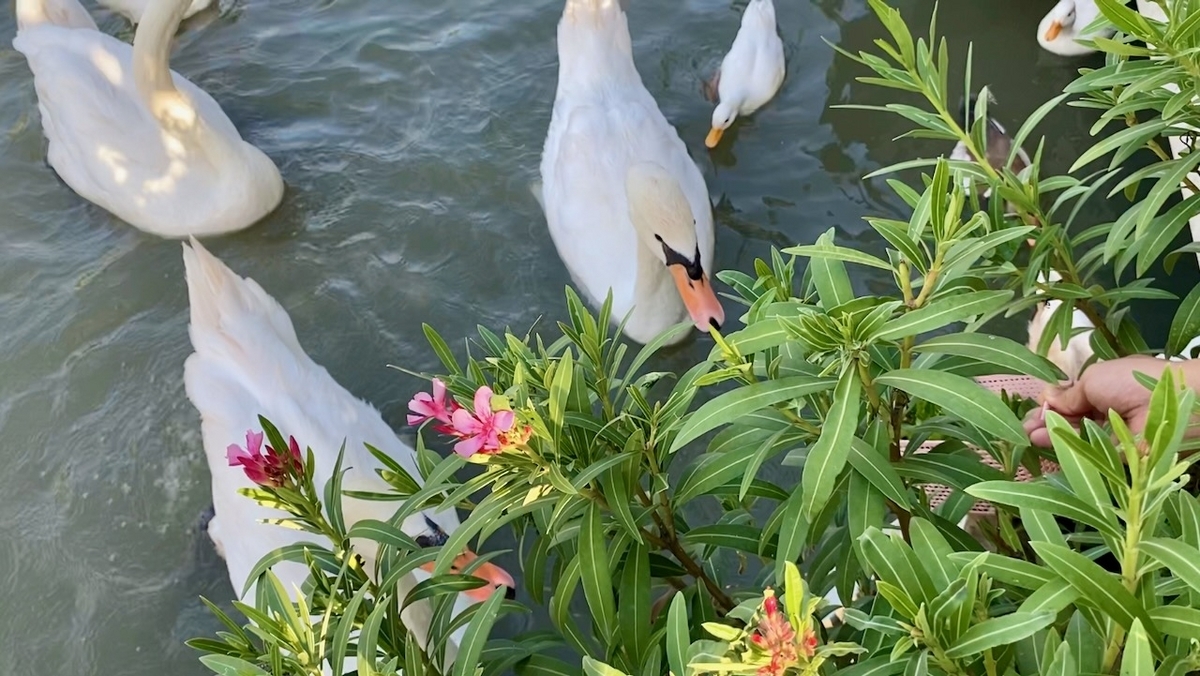 【Wild Duck Cafe BKK】白鳥&アヒルと触れ合える！自然豊かな癒しのカフェ - 猫のように暮らしタイ
