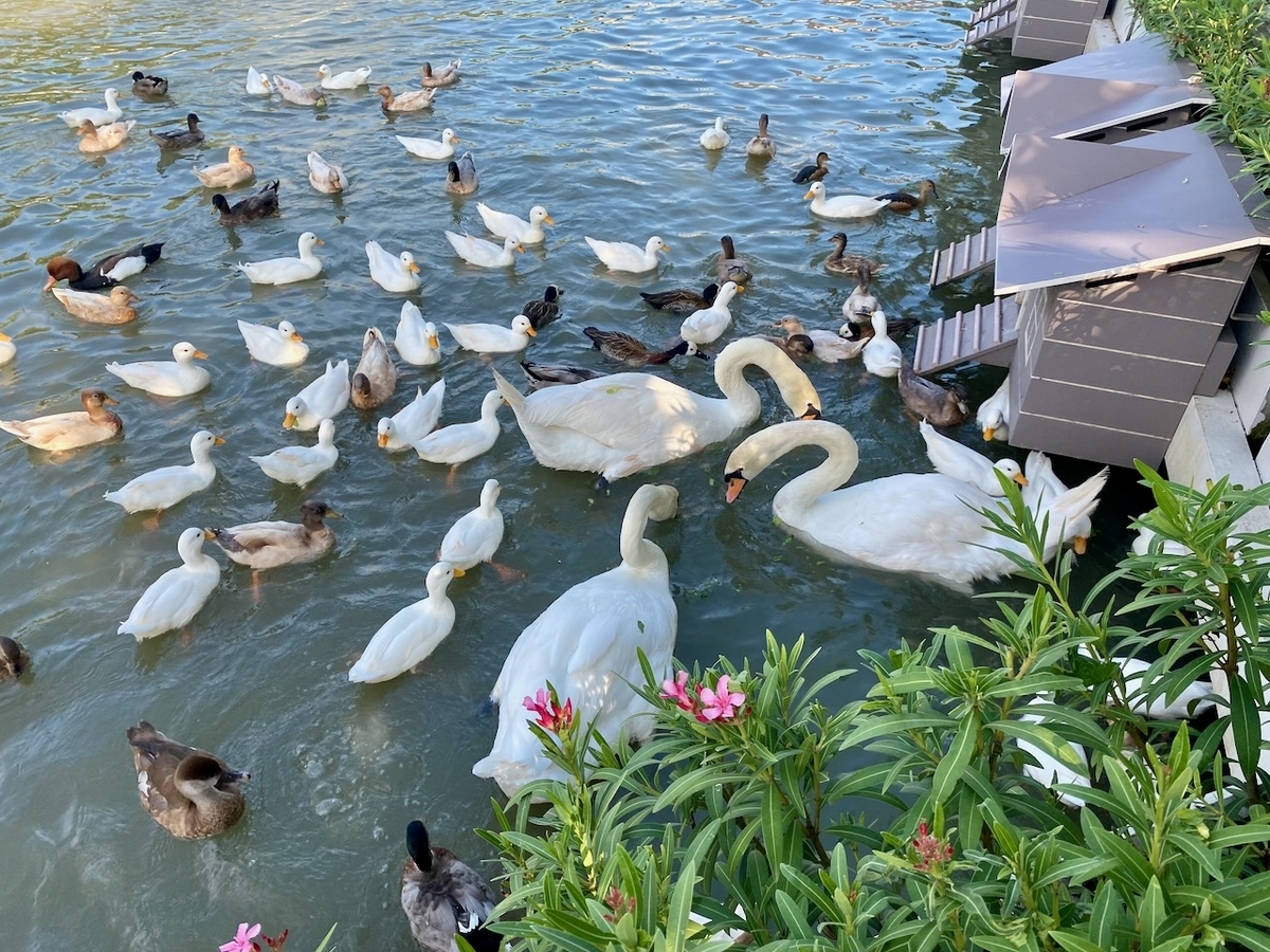 【Wild Duck Cafe BKK】白鳥&アヒルと触れ合える！自然豊かな癒しのカフェ - 猫のように暮らしタイ
